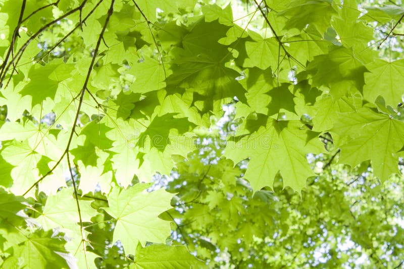 Green maple leaves stock image. Image of pattern, summer - 5021245