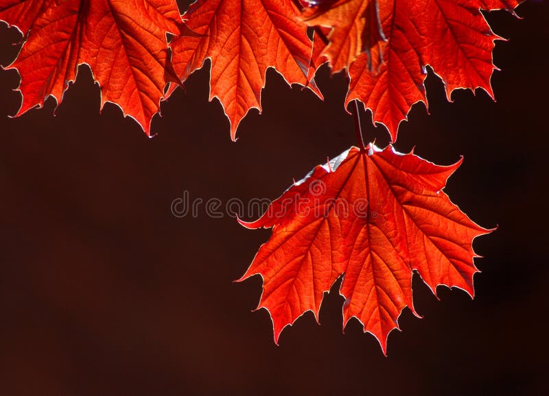 Maple leaves stock image. Image of perfect, leaves, beauty - 169147