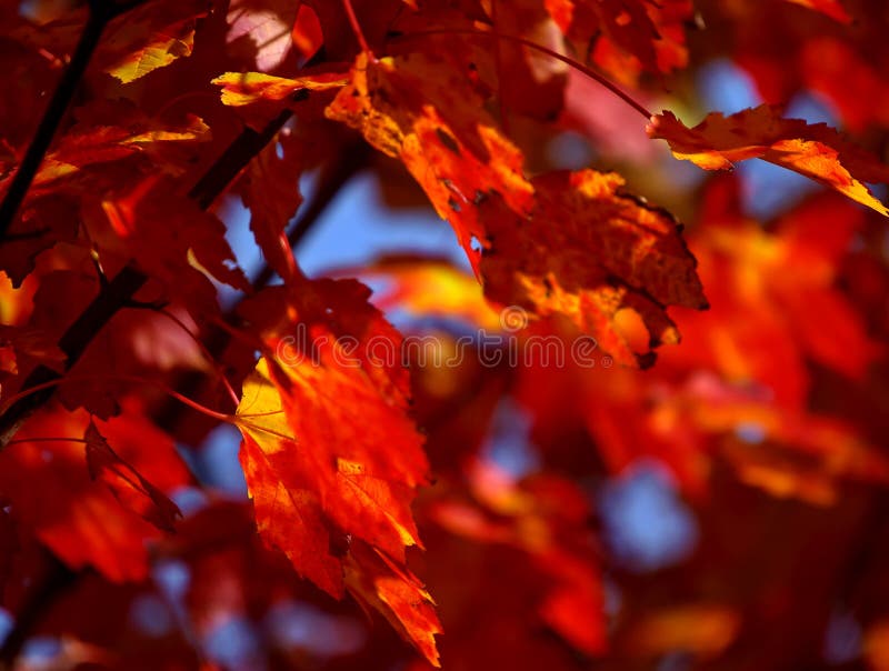 Philadelphia Skyline stock photo. Image of side, buildings - 534272