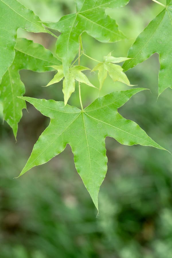 Maple leaves stock image. Image of leaves, star, close - 24988025