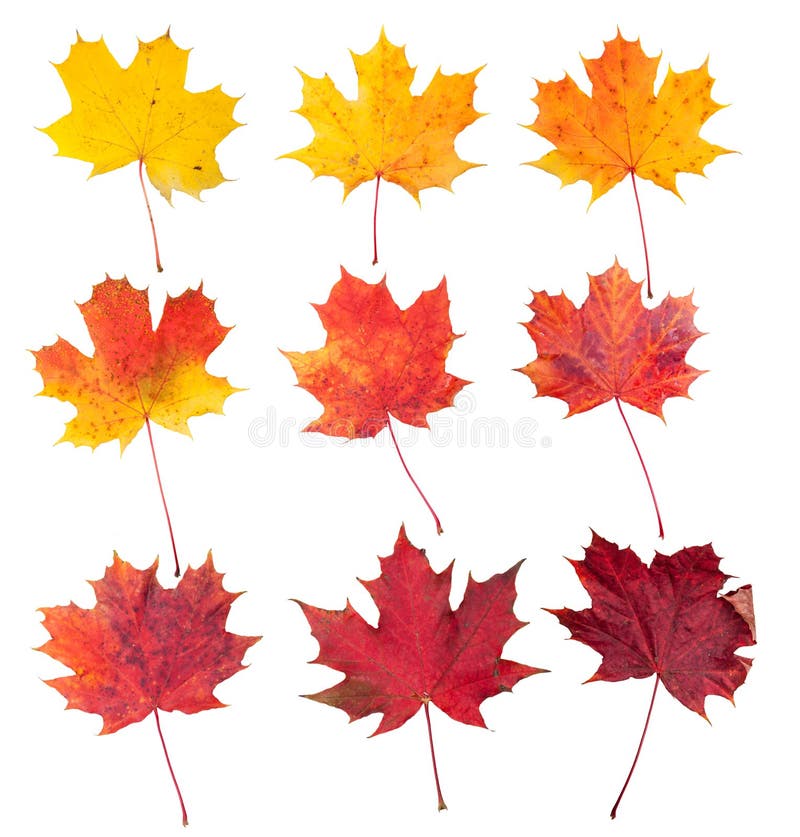 Maple leaves stock photo. Image of brown, colorful, acer - 27086378
