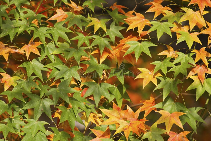Maple leaves stock photo. Image of bush, floral, flower - 28947064