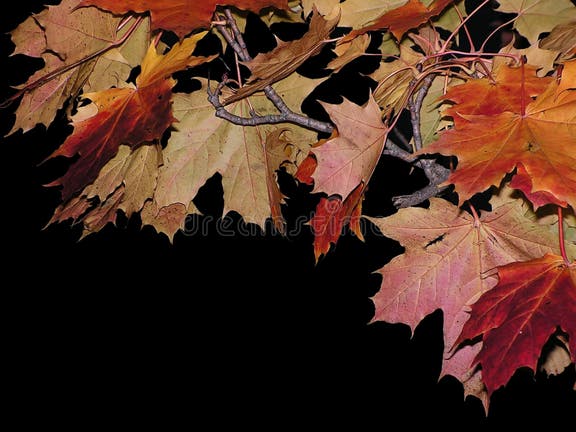 10,715 Black Maple Tree Leaves Stock Photos - Free & Royalty-Free Stock ...