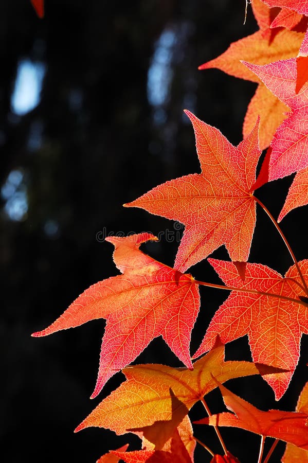 Maple Leaves Picture. Image: 3502117