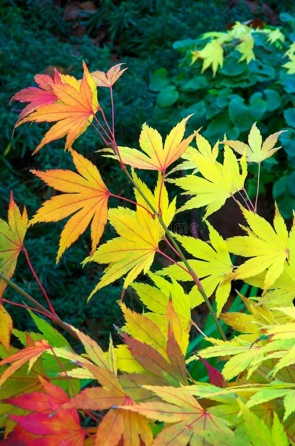 Maple Leaves stock image. Image of japanese, light, maple - 395639