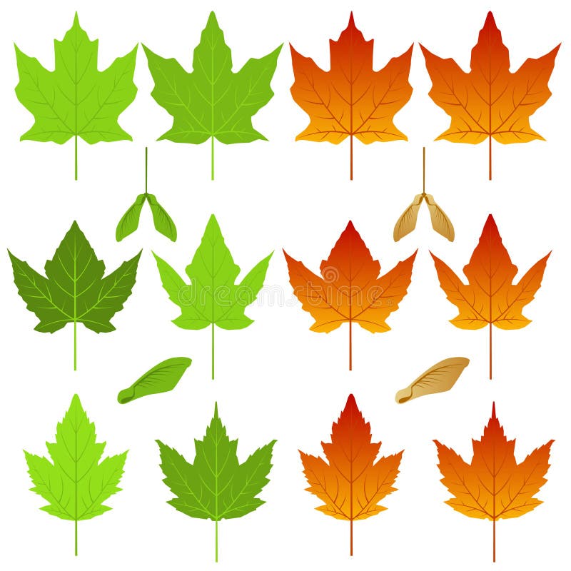 Maple Sugar Tree Stock Illustrations – 799 Maple Sugar Tree Stock ...