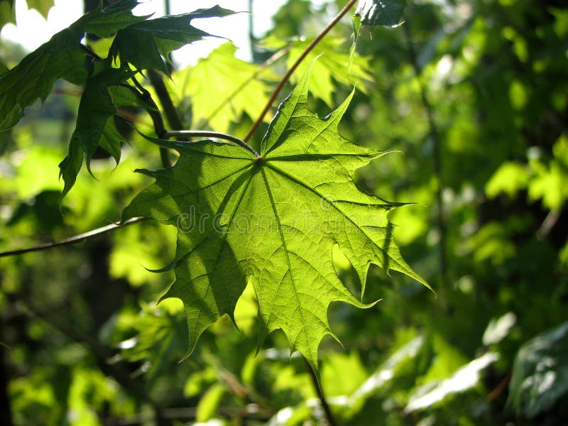 Maple leaves stock photo. Image of lifestyle, environment - 5142472