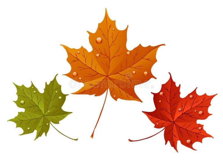 Simple Maple Leaves Stock Illustrations – 12,120 Simple Maple Leaves ...