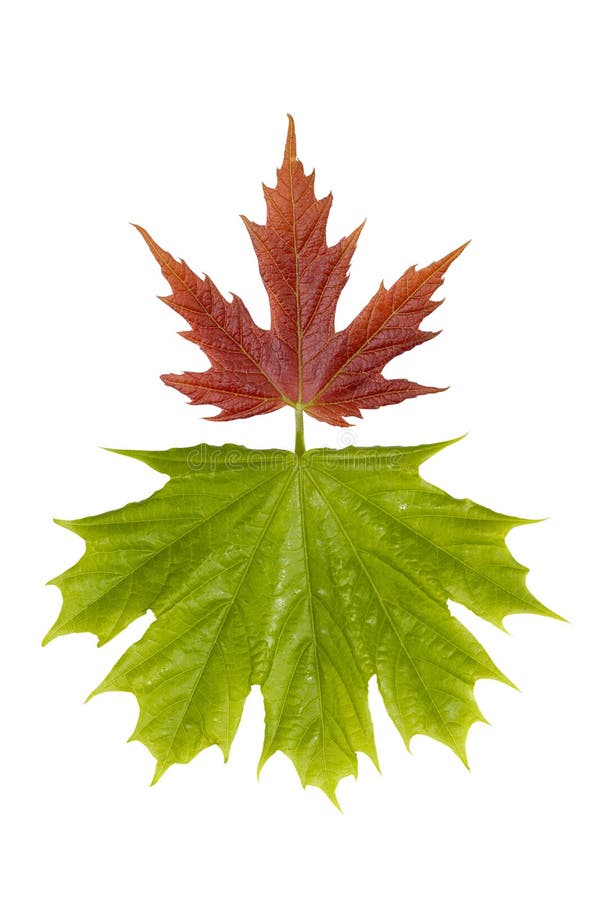 Fresh Leaves Spring Free Stock Photos & Pictures, Fresh Leaves Spring ...