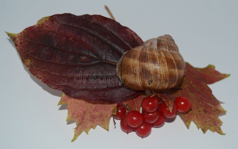 Maple Leaves with Ashberry and Cockle-shell Stock Image - Image of ...