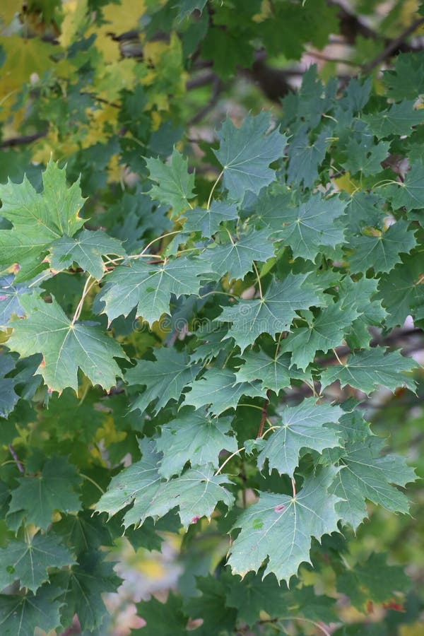 Maple Leaves stock photo. Image of leaf, organism, selective - 48047552