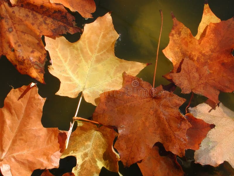 Maple leaves in autumn stock image. Image of hope, miraculous - 573525