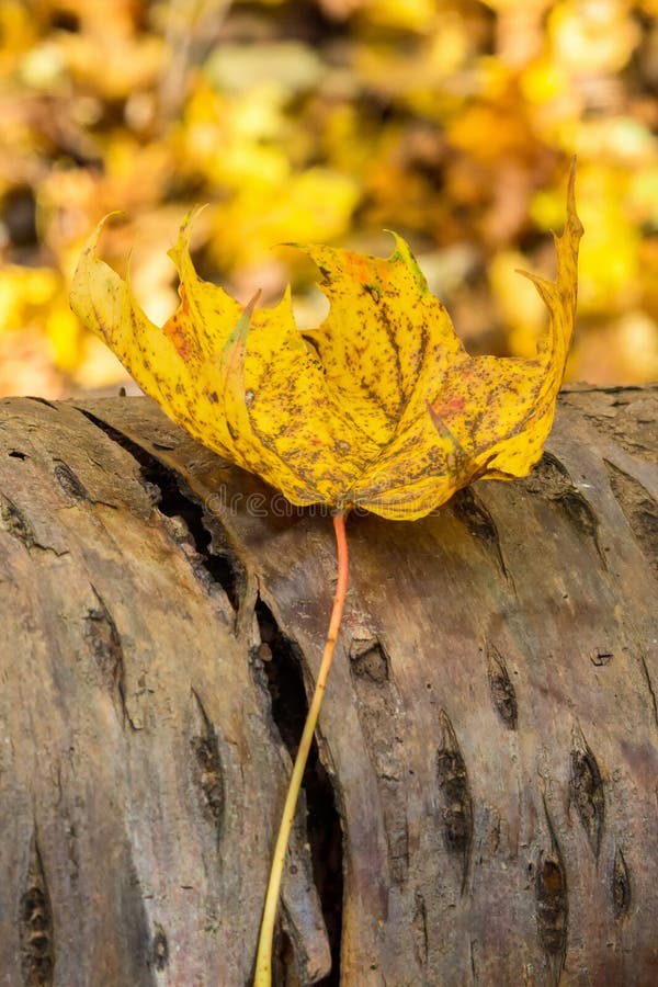 Maple Leaves with Autumn Color on a Log Stock Image - Image of detail ...