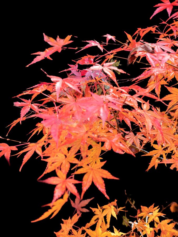 Maple Leaves in Autumn in the Forest. Stock Image - Image of autumn ...