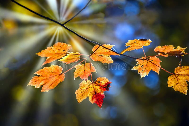 Maple Leaves in Autumn on a Tree Branch Illuminated by a Sunburst Stock ...