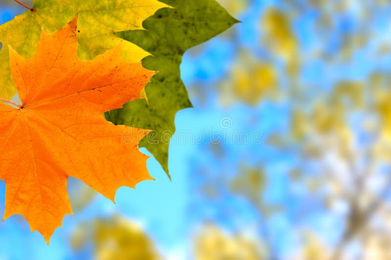Maple leaves background stock photo. Image of foreground - 11310704