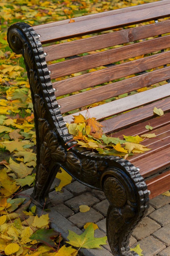 Maple leaves on bench stock image. Image of yellow, scene - 92223377