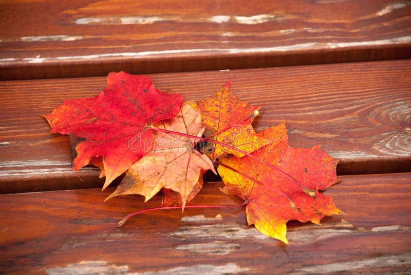 Maple leaves on the bench stock image. Image of autumn - 78143215
