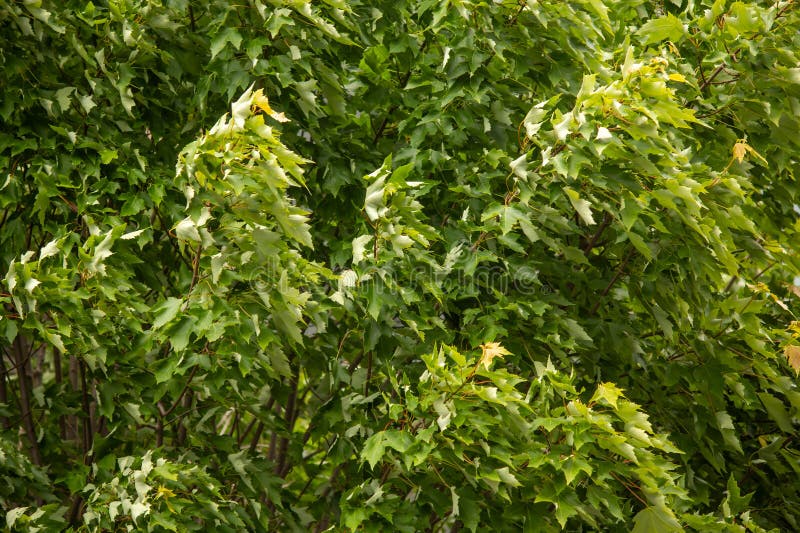 Maple Leaves Blowing in the Wind Stock Photo - Image of plant, herb ...