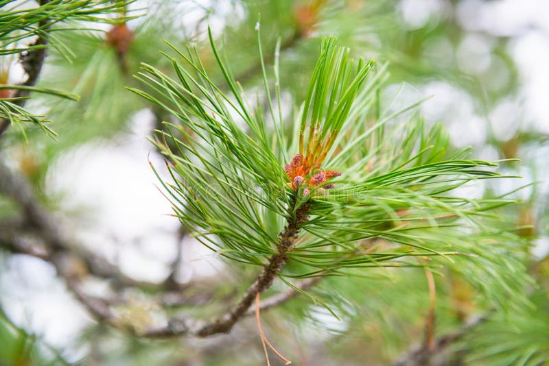 Blooming cedar branch stock image. Image of flowering - 86740395