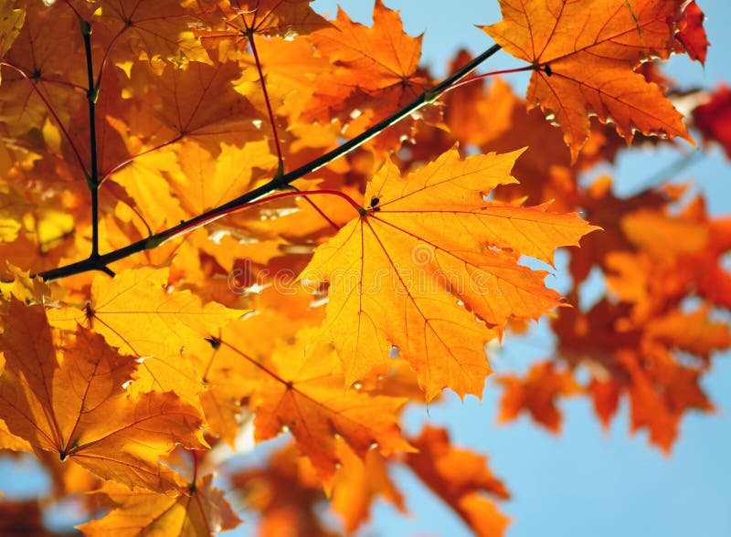 Maple Branch with Fall Leaves Stock Image - Image of colored, branch ...