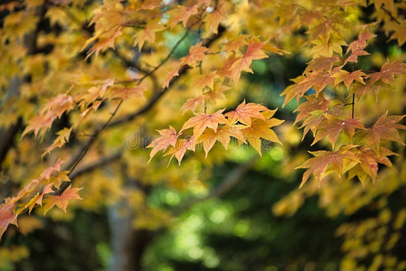 Maple Leaves Change Color in Autumn in the Forest Stock Photo - Image ...