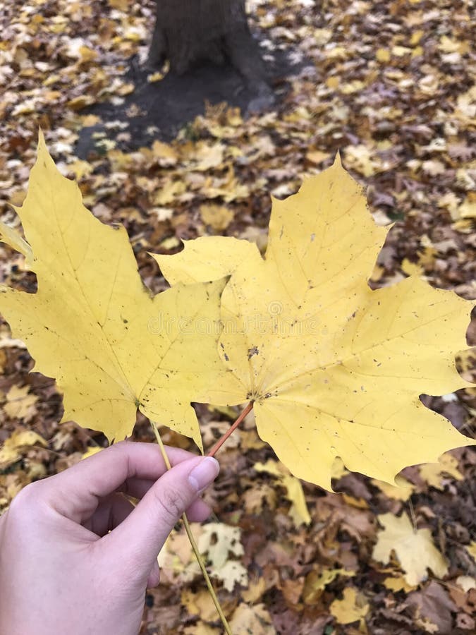 Maple Leaves Change the Color in Fall Season. Stock Photo - Image of ...
