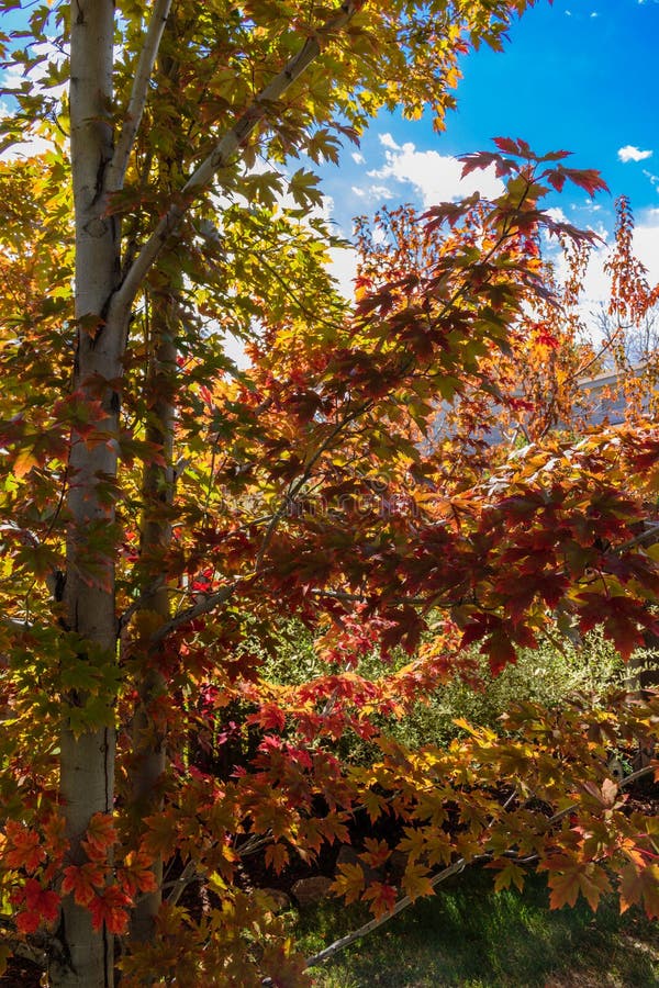 Maple Leaves Changing Vibrant Colors in the Fall. Stock Photo - Image ...