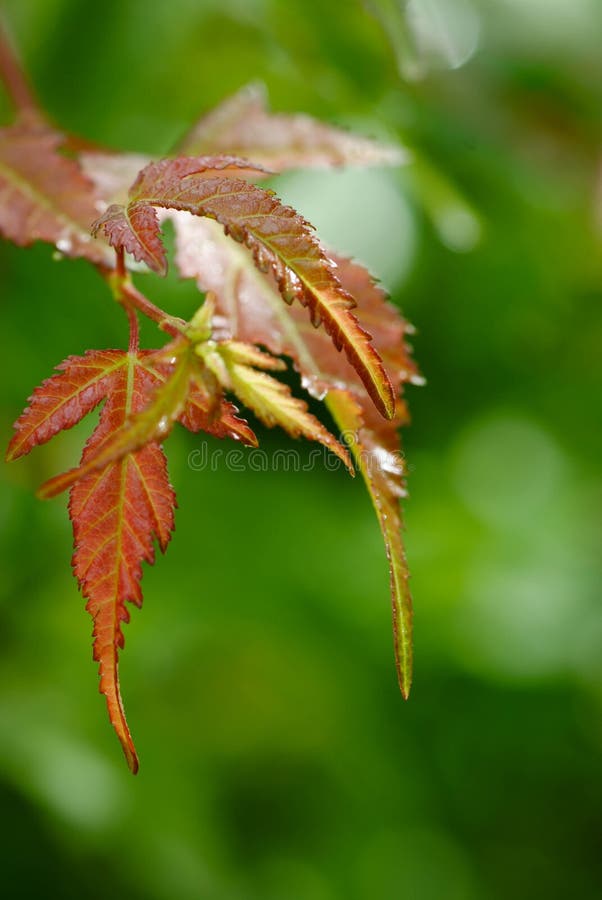 Maple leaves close up stock image. Image of drops, leaves - 171746673