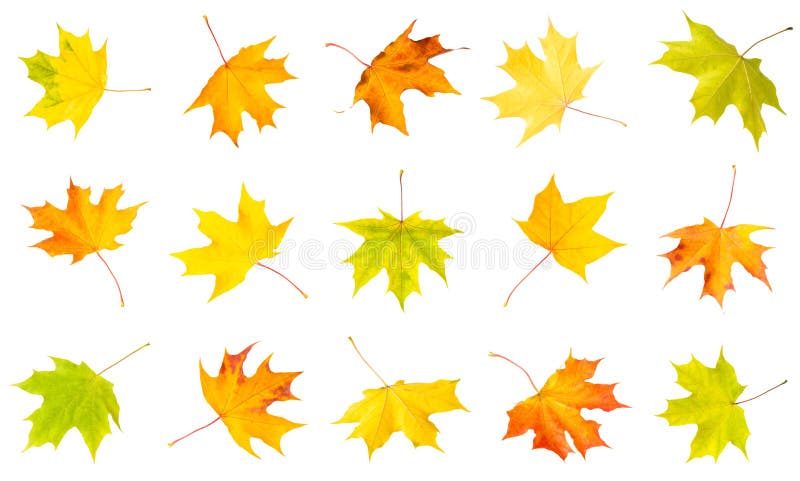 Maple Leaves Collection Isolated on White Background Stock Image ...