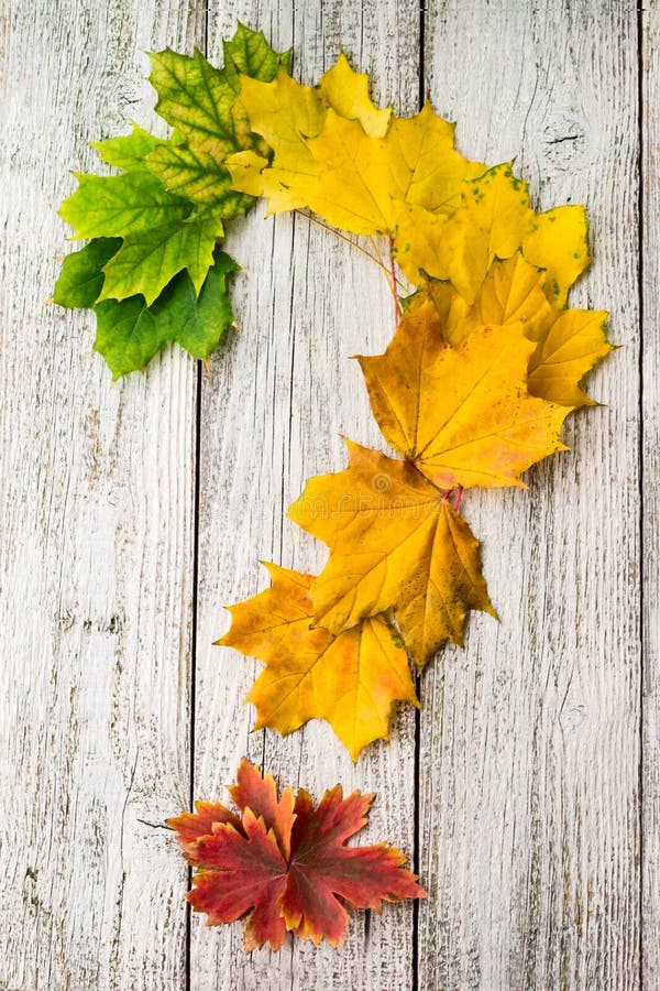 Maple Leaves with Color Gradient on White Wooden Background Arranged in ...
