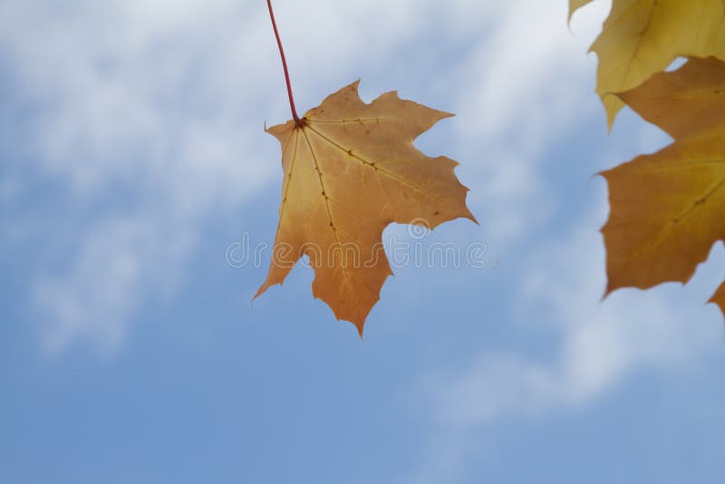 Maple leaves Colorful stock image. Image of autumn, blue - 35936583