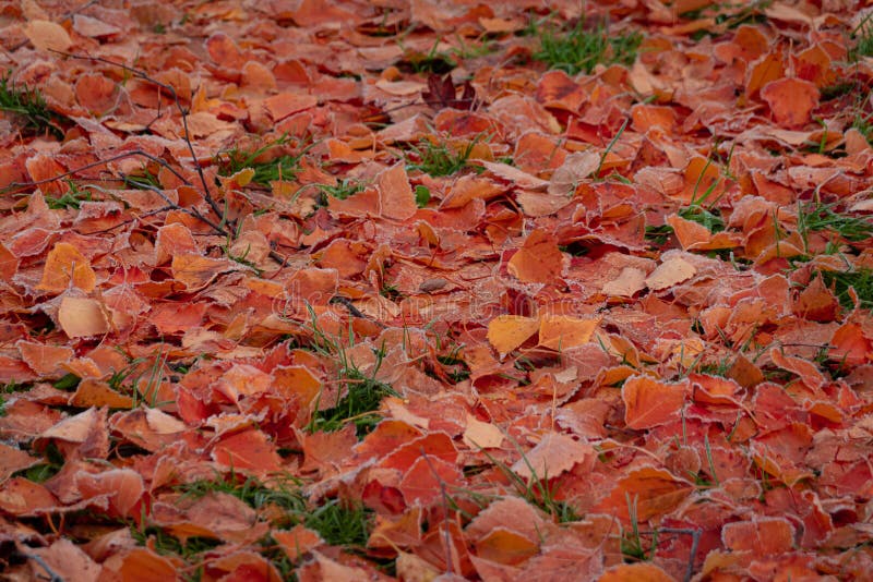 Maple Leaves Covered in Frost. Leaves in Late Fall or Early Winter ...