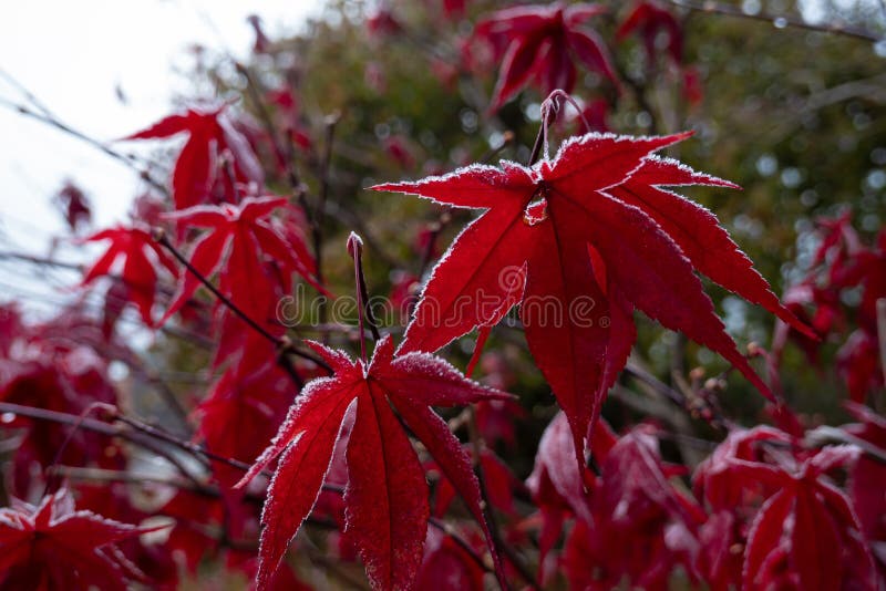 Maple Leaves Covered in Frost. Leaves in Late Fall or Early Winter ...