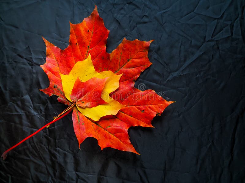Colored Maple Leaves on a Dark Background. Stock Image - Image of ...