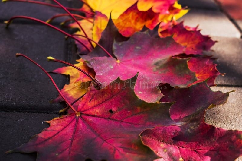 Maple Leaves of Different Colors in the Fall, Background and Texture ...