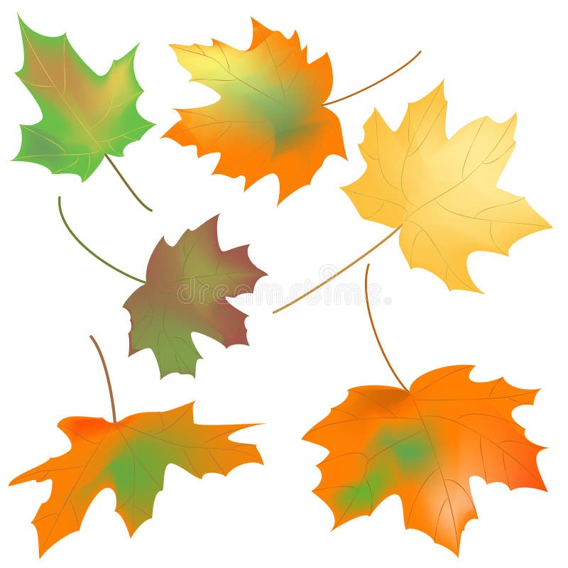Maple Leaves of Different Shapes on a White Background Stock ...