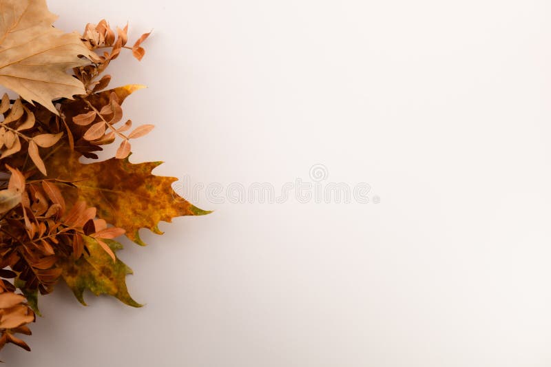 Maple Leaves and Dried Branches Located on the Left Side on a White ...