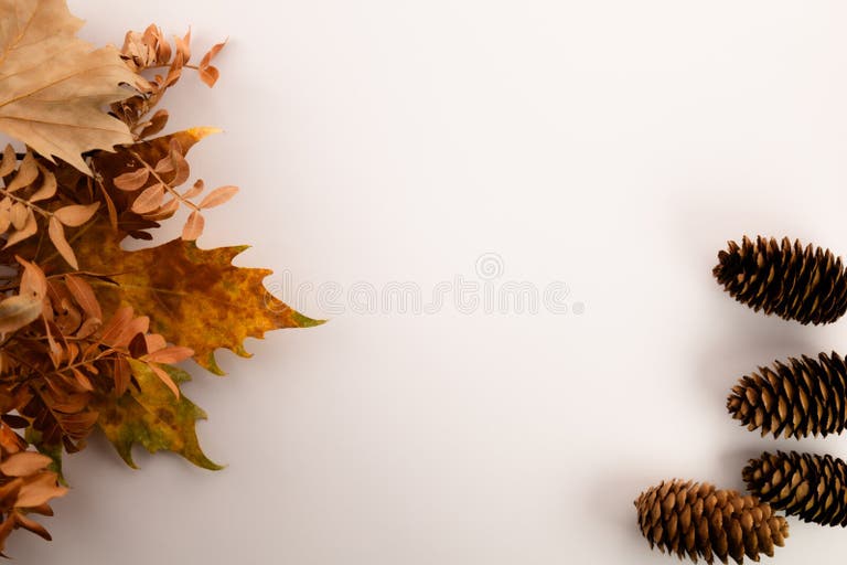 Maple Leaves, Dried Branches, and Pine Cones Placed on the Sides with ...