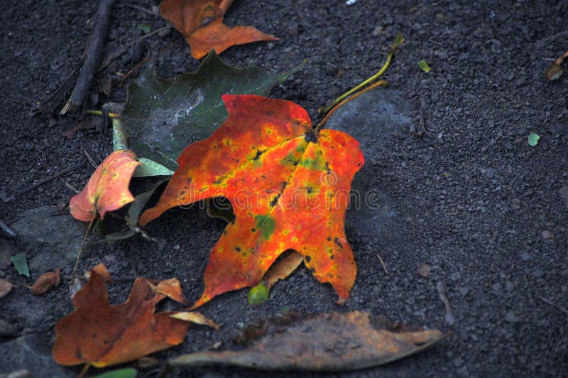 Curled Maple Leaf in Snow stock image. Image of environment - 32323767