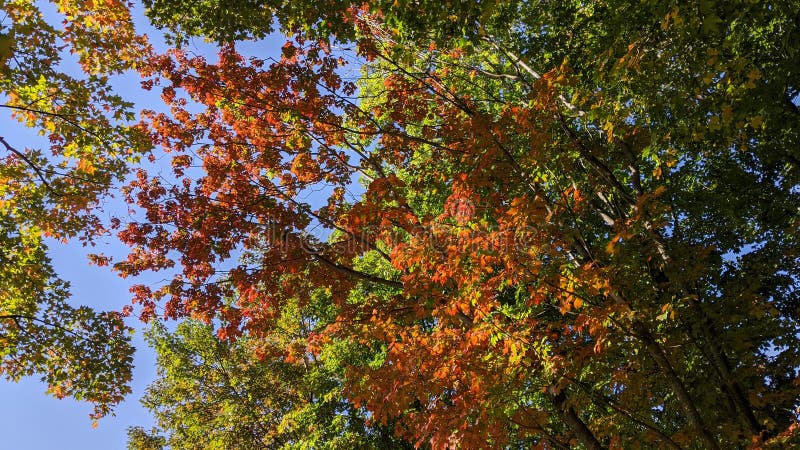 Maple Leaves in Early Fall Foliage Stock Photo - Image of foliage, fall ...