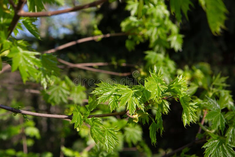 Maple Leaves Early Spring Natural Background Stock Image - Image of ...