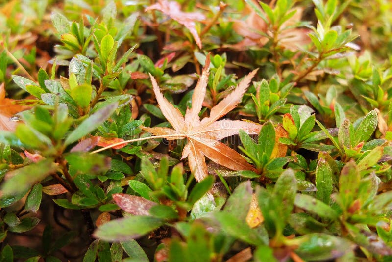 Maple Leaves Fade during the Autumn. Stock Photo - Image of redfloor ...