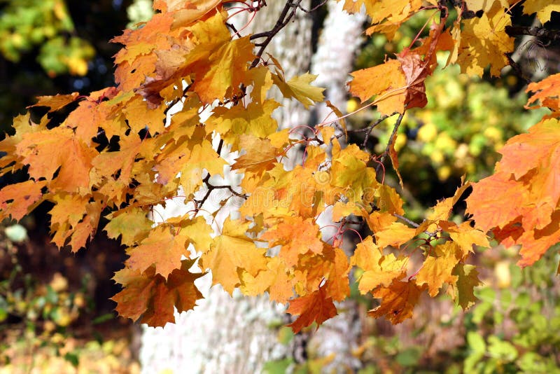 Maple leaves in fall stock image. Image of fall, autumn - 6632189
