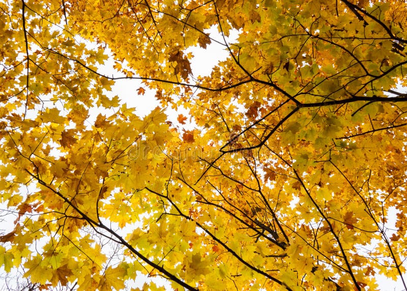Maple leaves in fall stock photo. Image of maple, branches - 163136406