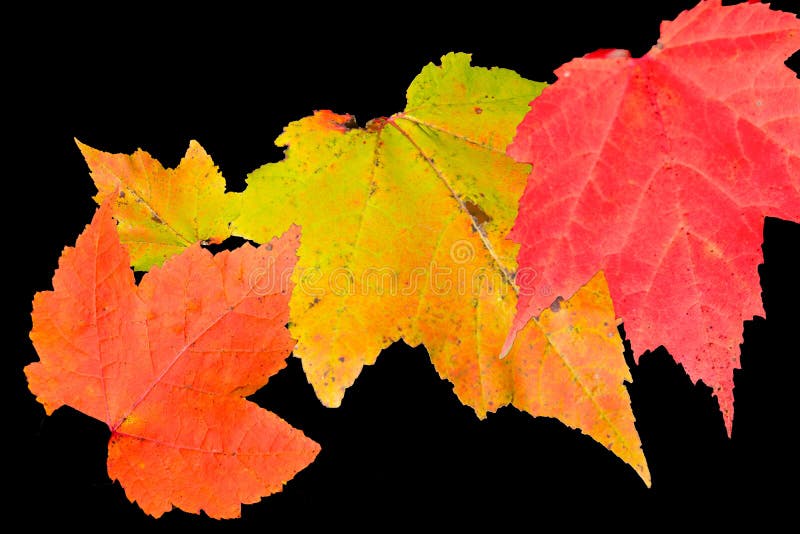 Maple Leaves in Fall Colors Stock Image - Image of forest, nature ...
