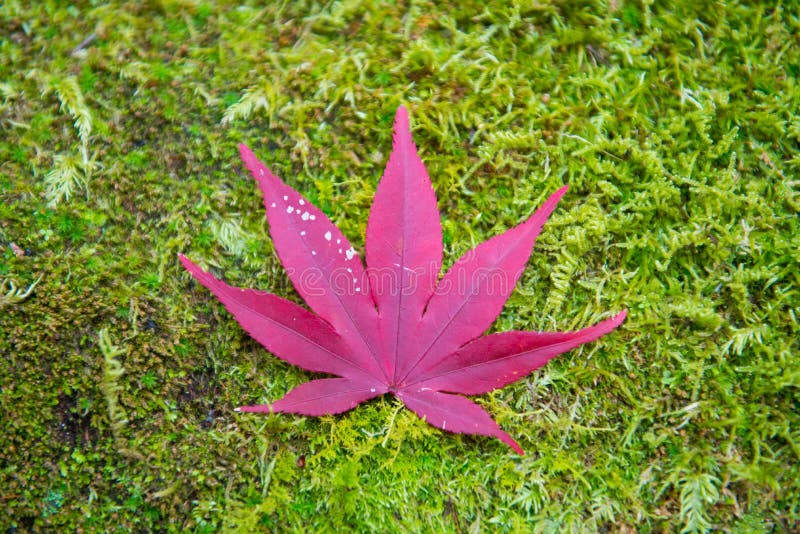 Maple Leaves Fall on the Ground in Autumn Season Stock Image - Image of ...