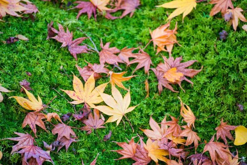 Maple Leaves Fall on the Ground in Autumn Season Stock Image - Image of ...