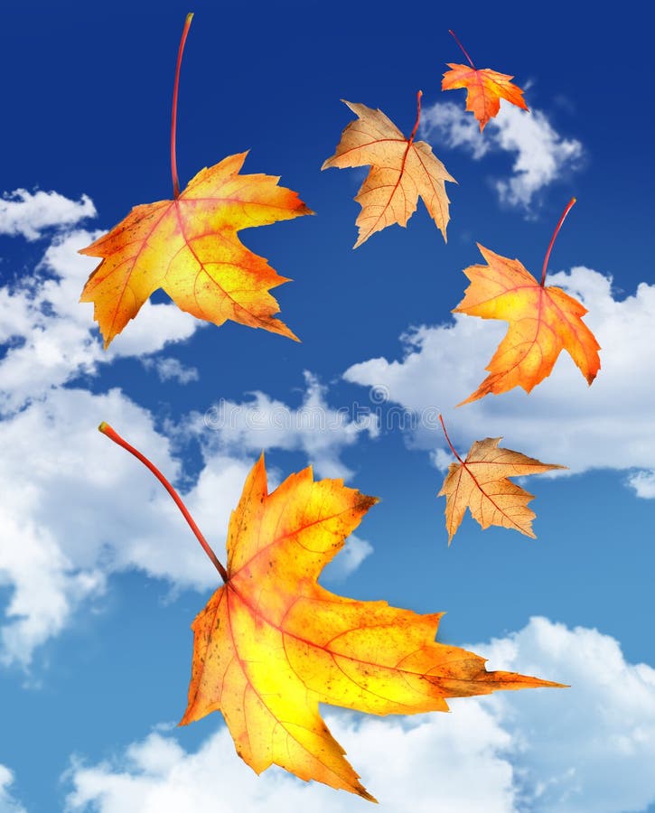Maple Leaves Falling Against a Blue Sky Stock Photo - Image of autumn ...