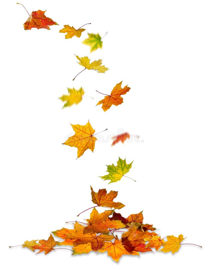 Maple Leaves Falling on White Stock Photo - Image of color, pattern ...